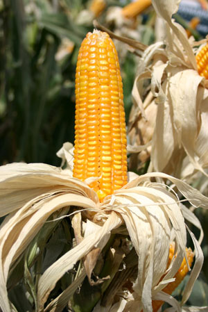 Sweet Corn Gardening Tips – Clean Air Gardening