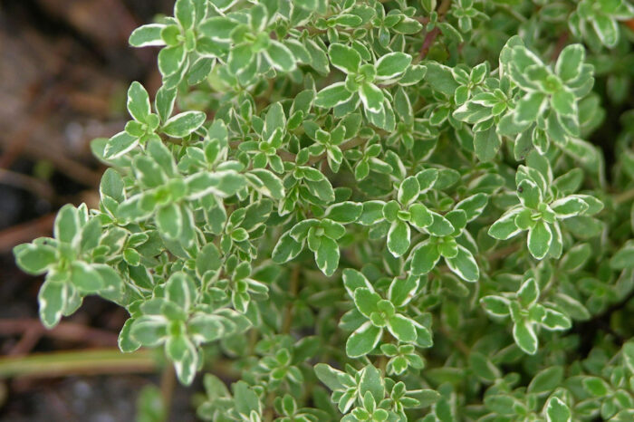 ‌6‌ ‌Reasons‌ ‌Why‌ ‌You‌ ‌Should‌ ‌Grow‌ ‌Lemon‌ ‌Thyme‌ ‌in‌ ‌Your ...