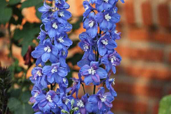 Larkspur Flower: How to Care for and Benefit From This Incredible Plant ...
