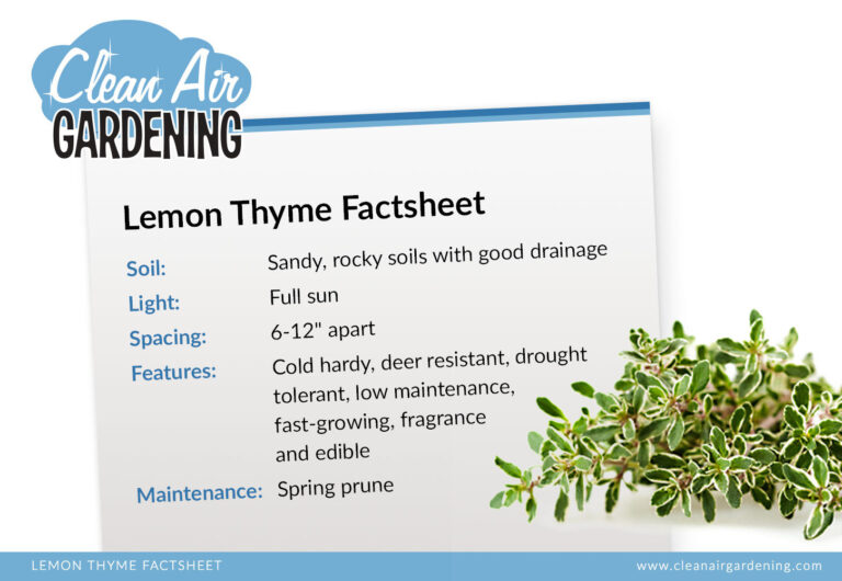 ‌6‌ ‌Reasons‌ ‌Why‌ ‌You‌ ‌Should‌ ‌Grow‌ ‌Lemon‌ ‌Thyme‌ ‌in‌ ‌Your ...