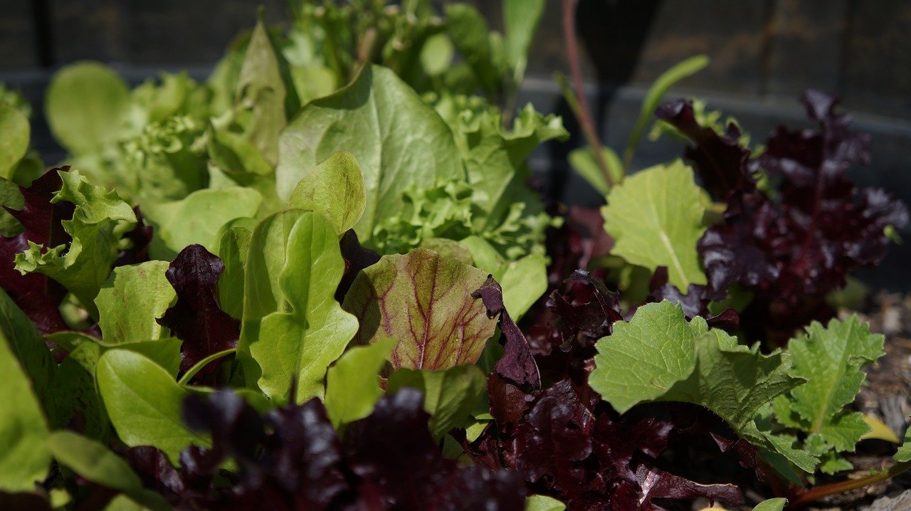 Lettuce Varieties: Getting to Know Your Options – Clean Air Gardening
