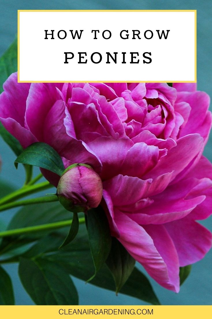How to Grow Peonies – Clean Air Gardening