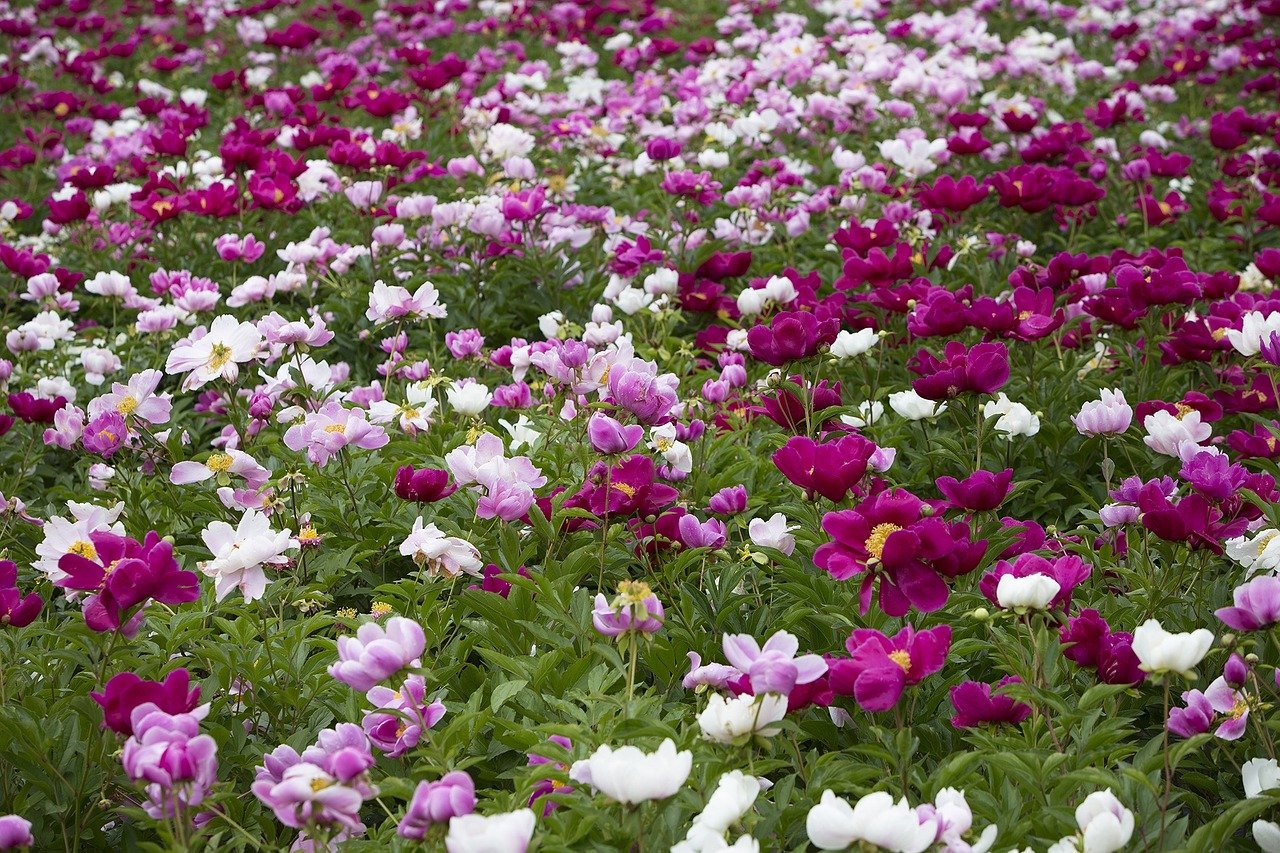 How to Grow Peonies – Clean Air Gardening