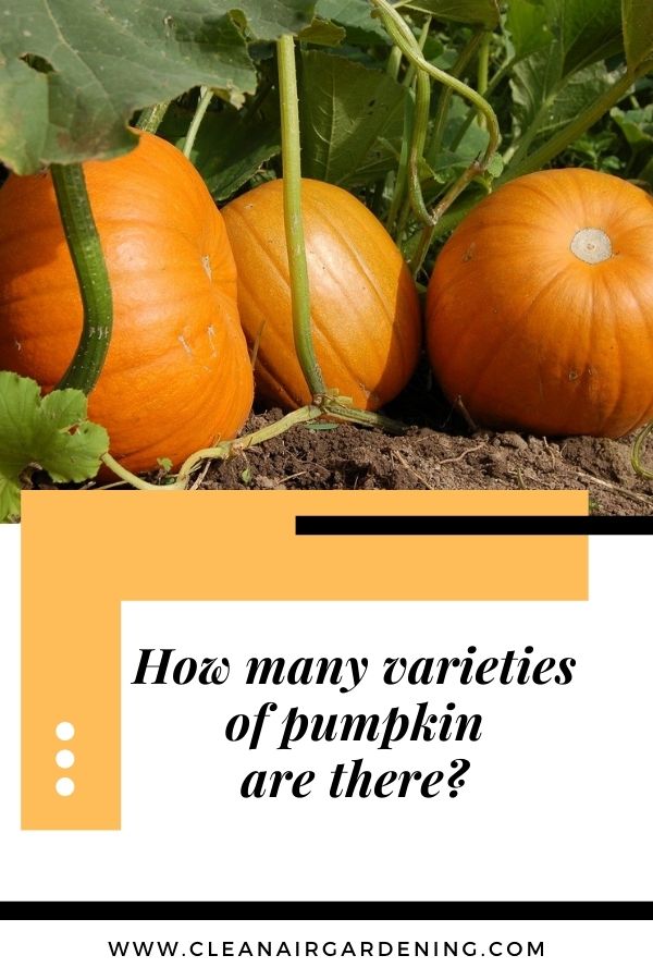 How many varieties of pumpkin are there? – Clean Air Gardening