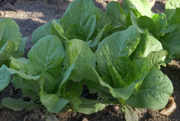 Lettuce Varieties: Getting to Know Your Options – Clean Air Gardening