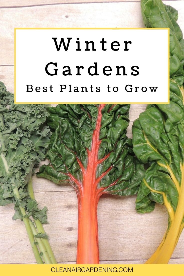 Enjoy‌ ‌Your‌ ‌Winter‌ ‌Garden‌ ‌With‌ ‌These‌ ‌Amazing‌ ‌Plants‌
