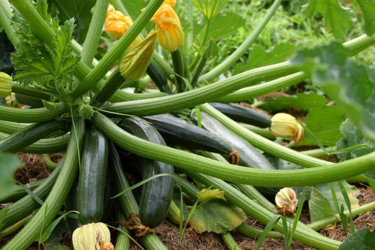 Zucchini Varieties to Grow for the Home Gardener – Clean Air Gardening